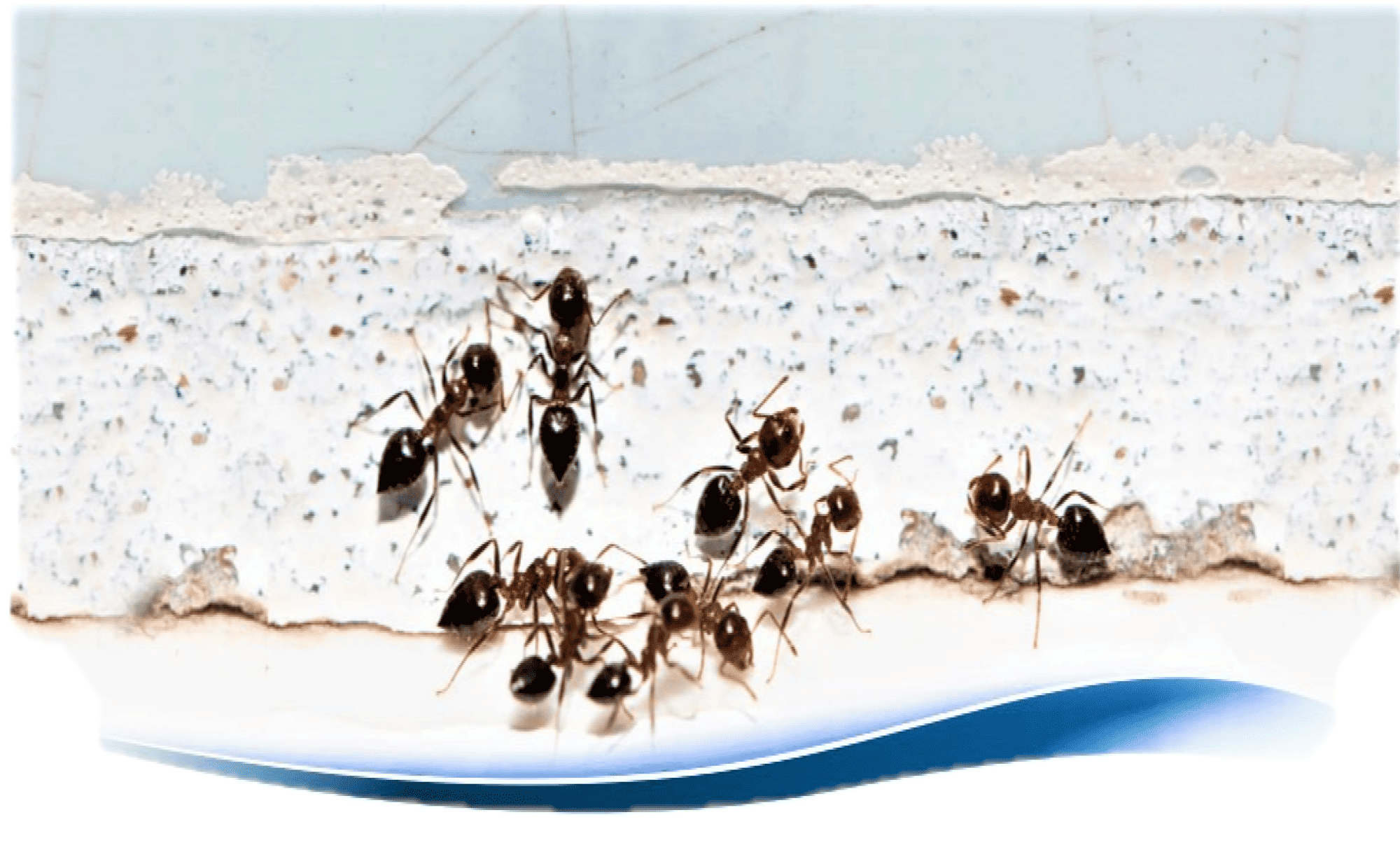 EC gel ants® – EC gel protiv mrava – Zaštita bilja